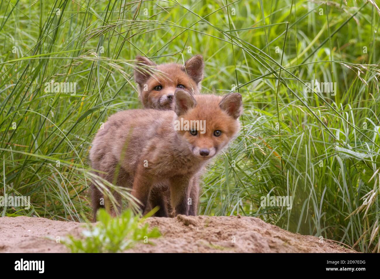 Red fox (Vulpes vulpes) youngs a few weeks old in front of their burrow ...