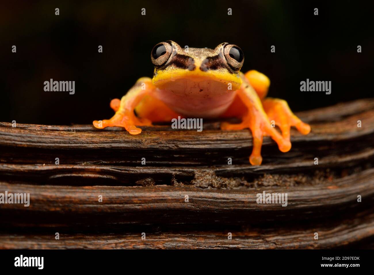 Madagascar Reed Frog (Heterixalus madagascariensis) transforming to its ...