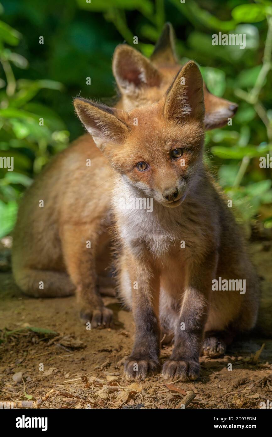 Red fox (Vulpes vulpes) youngs a few weeks old in front of their burrow ...
