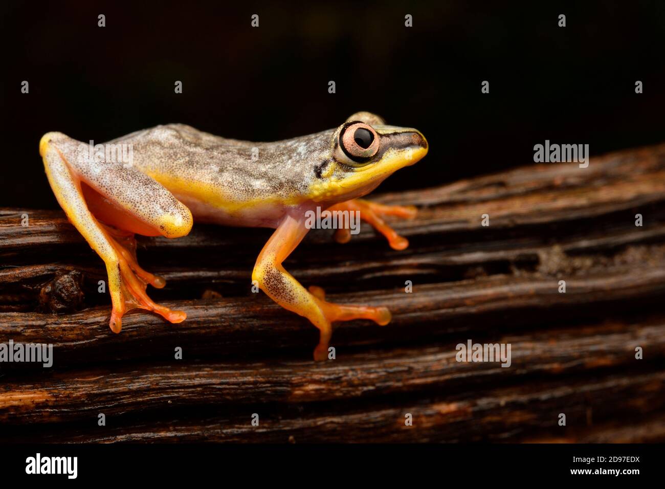 Madagascar Reed Frog (Heterixalus madagascariensis) transforming to its ...