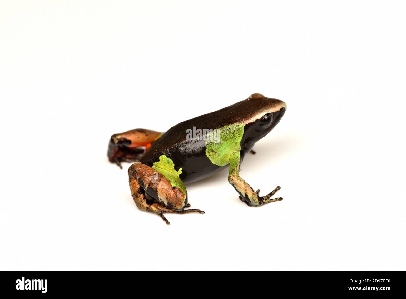 Beautiful Mantella, Parker's Mantella (Mantella pulchra) on white ...