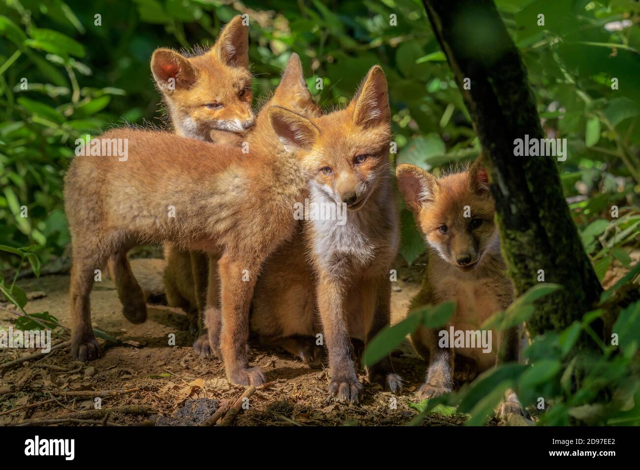 Red Fox (Vulpes vulpes), Fox cubs a few weeks old playing in front of ...