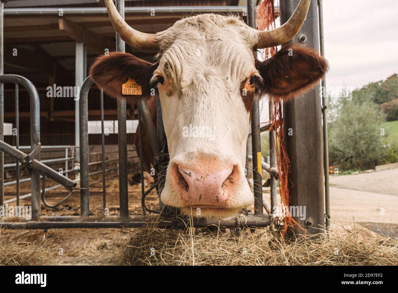Domestic cow in a farm in Luxembourg Stock Photo - Alamy