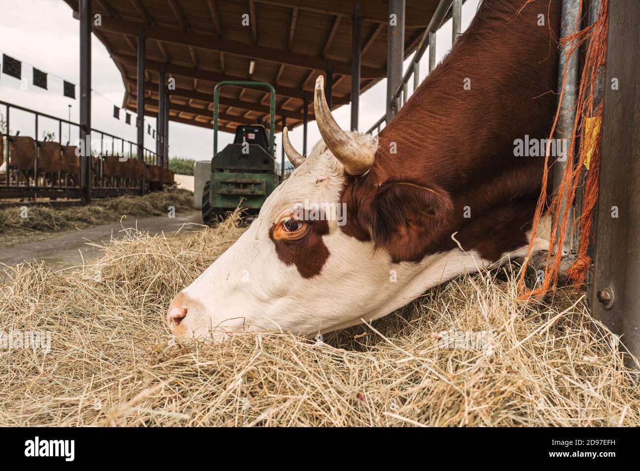 Domestic cow in a farm in Luxembourg Stock Photo - Alamy