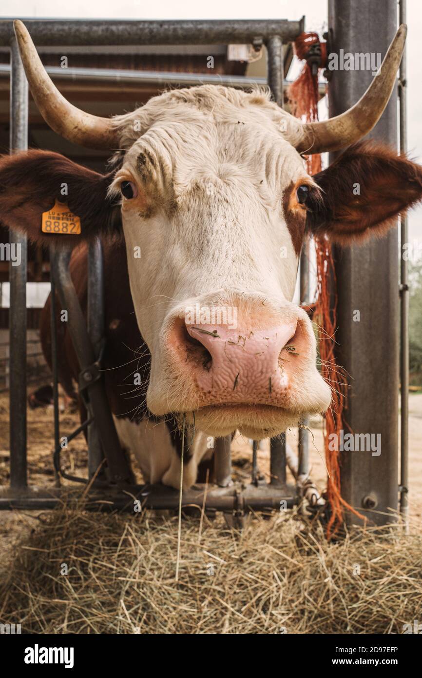 Domestic cow in a farm in Luxembourg Stock Photo - Alamy