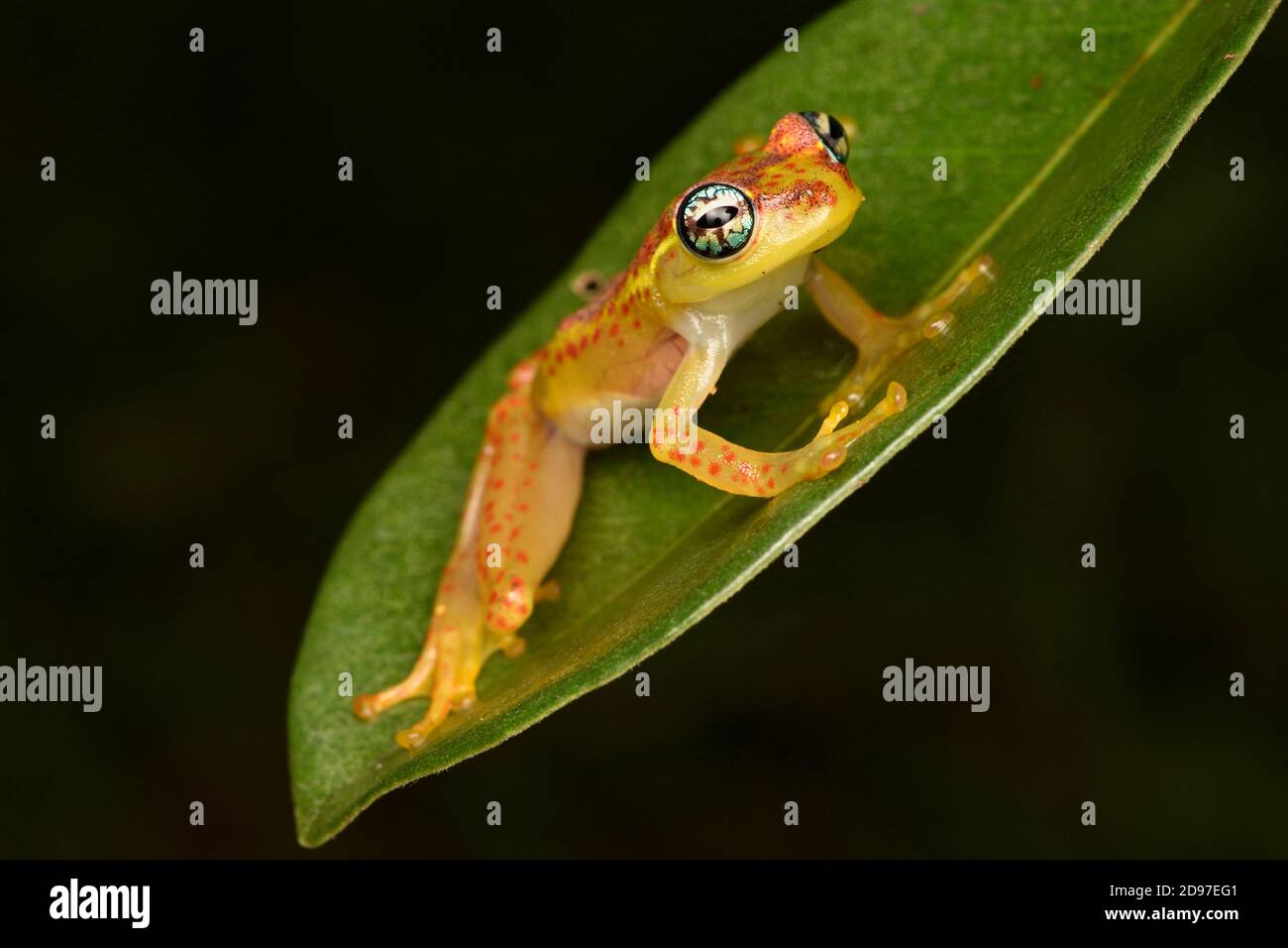 Madagascar tree frog hi-res stock photography and images - Alamy