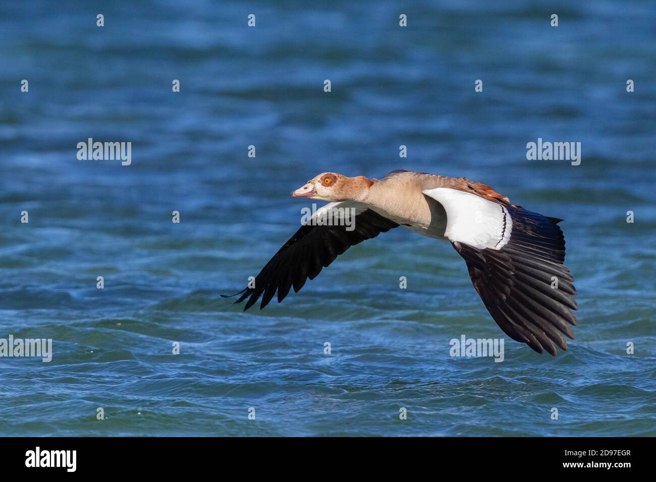 Egyptian Goose (Alopochen aegyptiaca), adult in flight, Western Cape ...