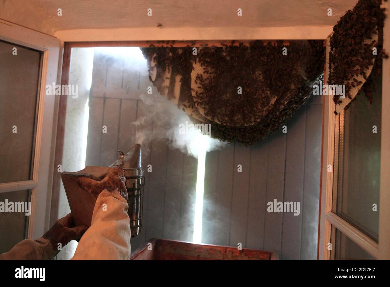 Back Garden Bees High Resolution Stock Photography and Images - Alamy