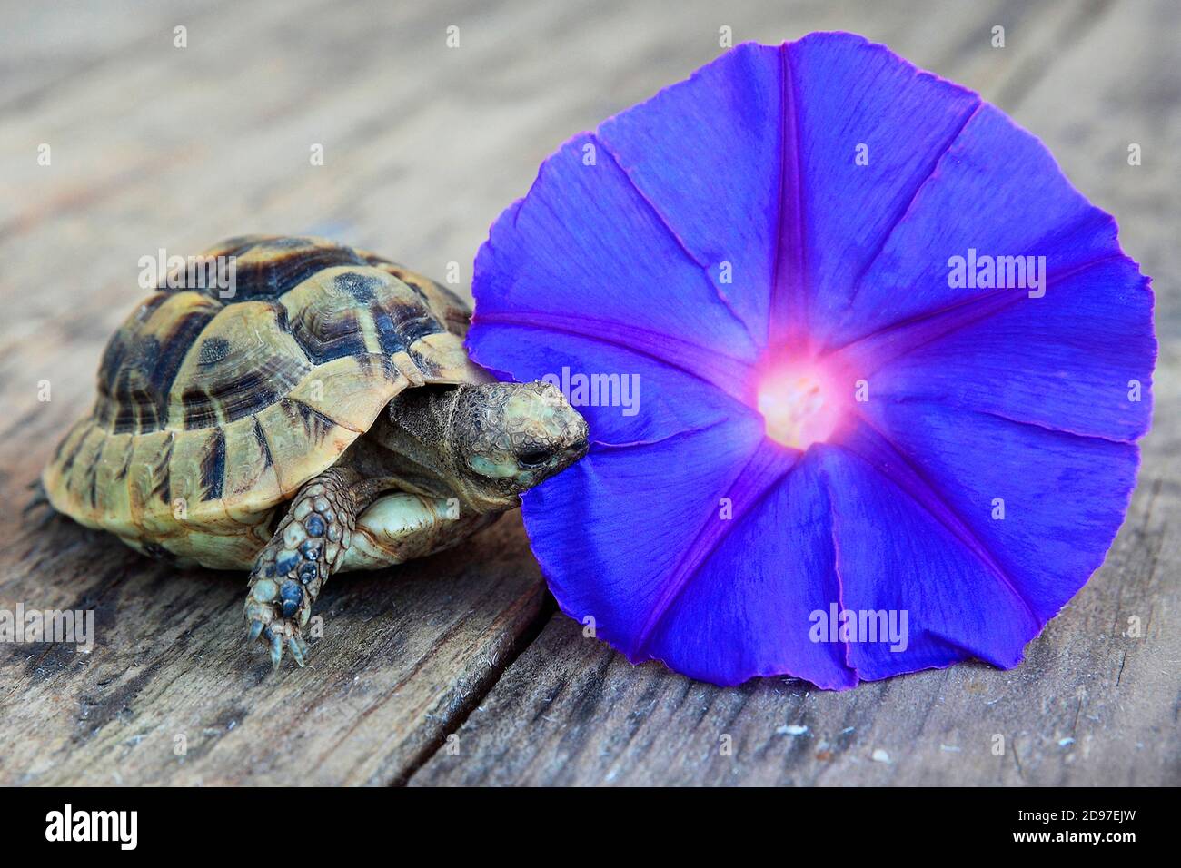Young Spur-thighed tortoise (Testudo graeca) eating petunia flower ...