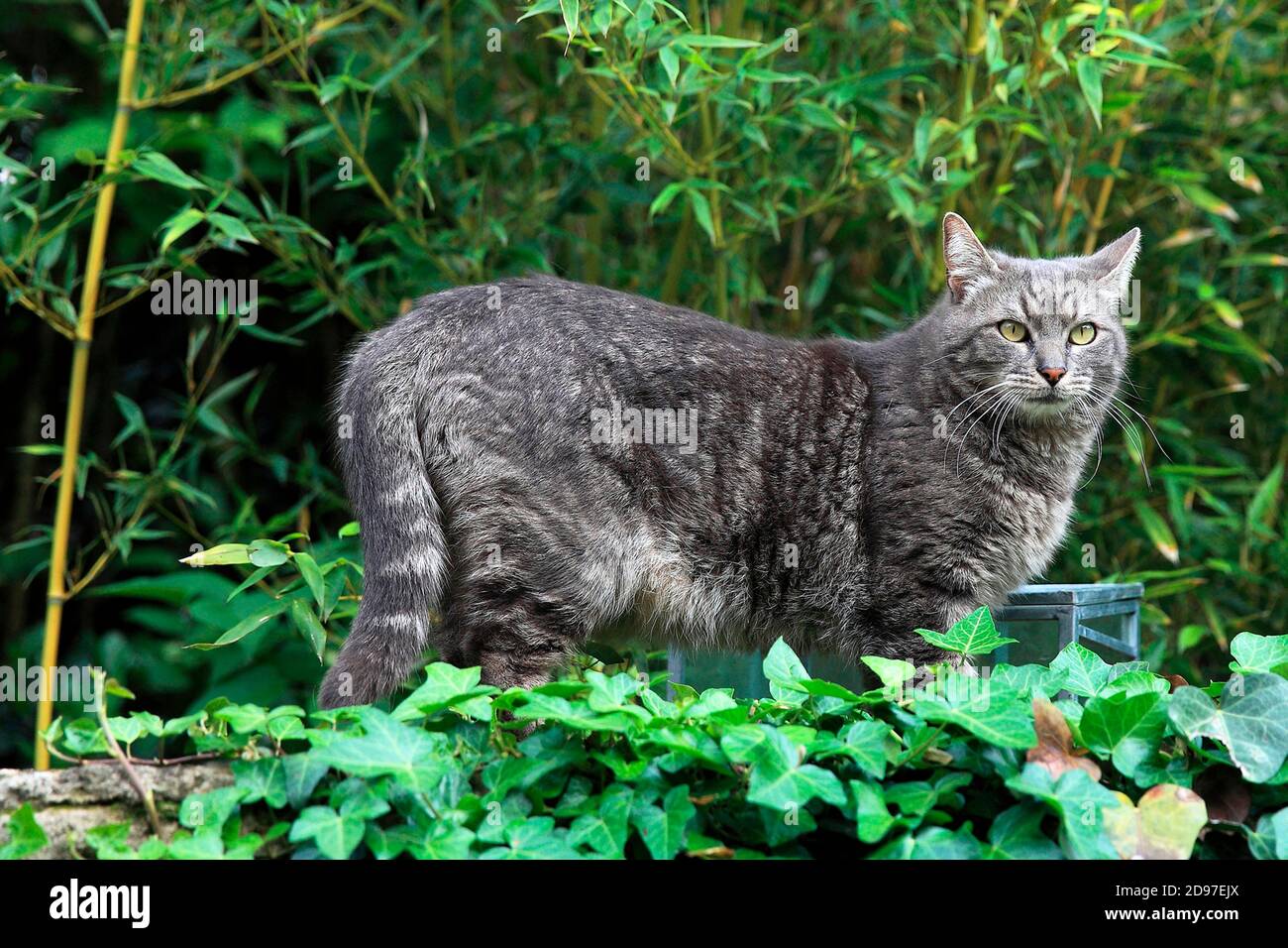 Domestic Cat Standing Side View High Resolution Stock Photography and ...