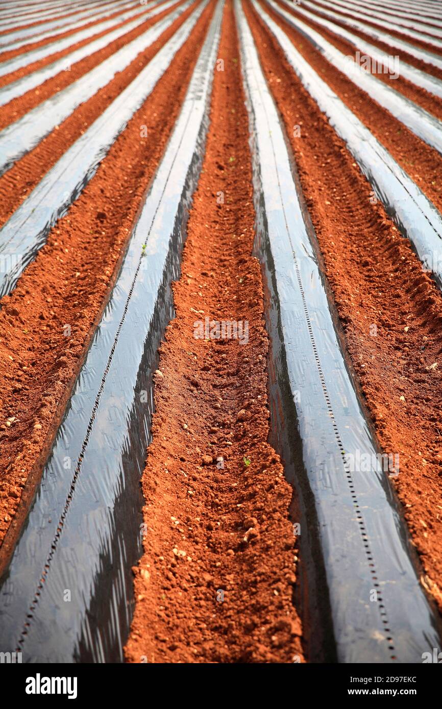 Plastic Mulch High Resolution Stock Photography and Images - Alamy