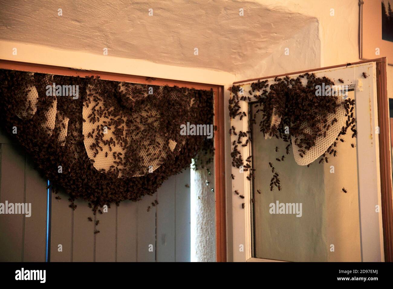 Bees in danger hi-res stock photography and images - Alamy