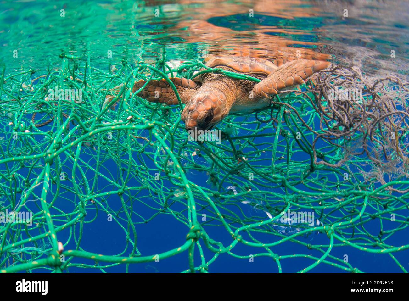 Caretta caretta turtle hi-res stock photography and images - Alamy