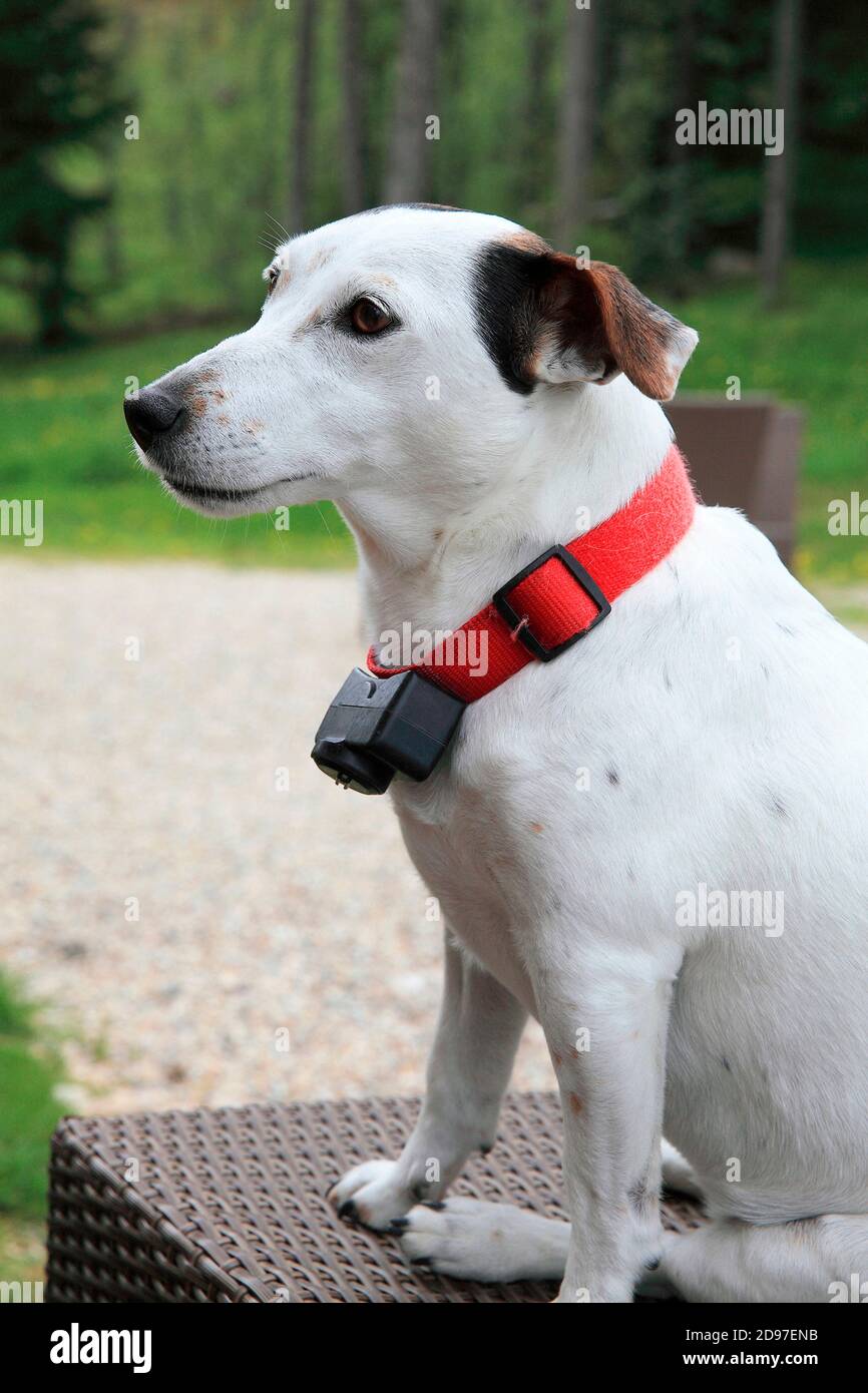 Jack Russell Terrier wearing an anti-fugue collar Stock Photo - Alamy