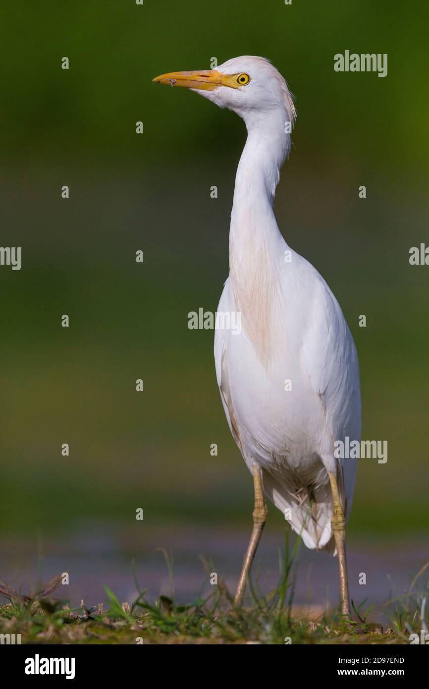 Egrets winter hi-res stock photography and images - Alamy