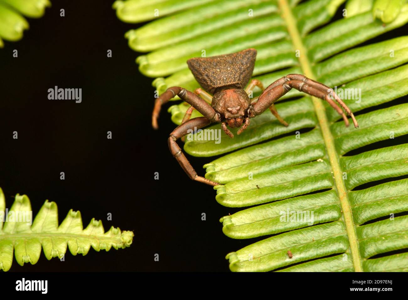 Madagascar Crab Spider (Cyriogonus sp) on a fern leaf, Andasibe ...