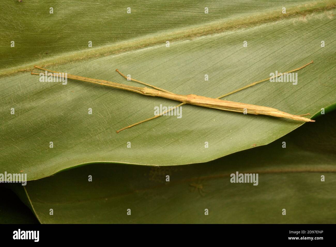 Madagascan Stick insect (Sipyloidea sipylus) on a leaf, Andasibe ...