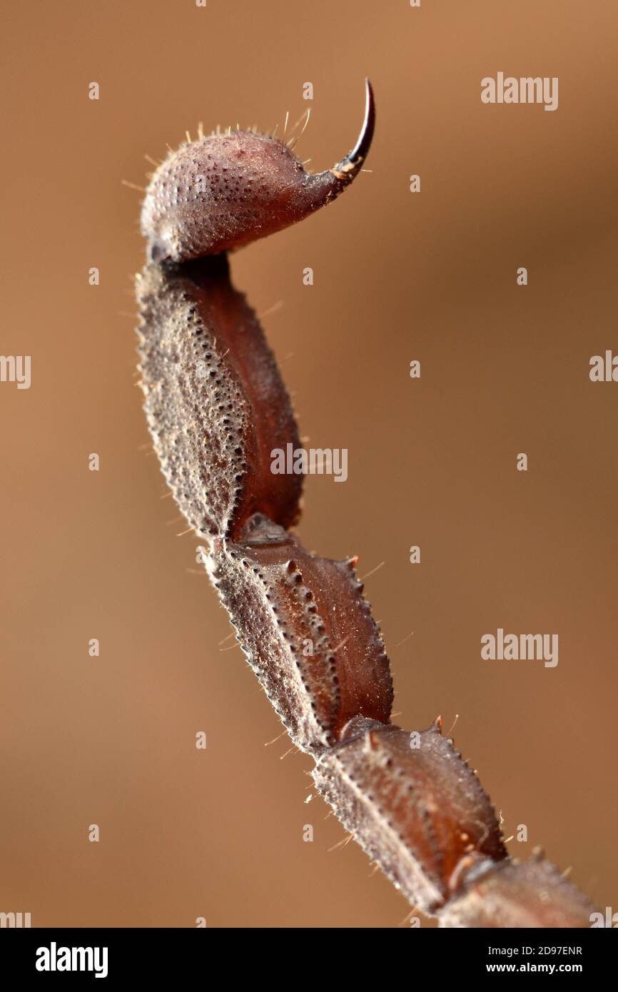 Scorpion (Grosphus sp) Stinger at tip of tail, Andasibe (Perinet ...