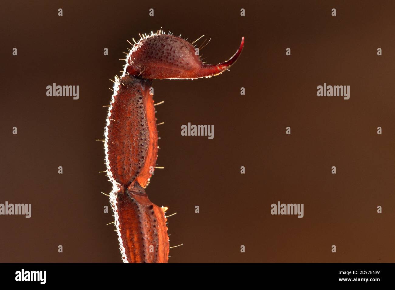 Scorpion (Grosphus sp) Stinger at tip of tail, Andasibe (Perinet ...