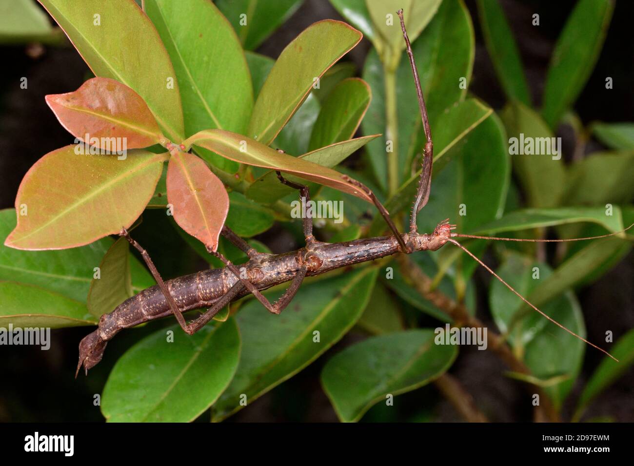 Madagascar Stick Insect (Leiophasma nigrotuberculatum modestum) female ...