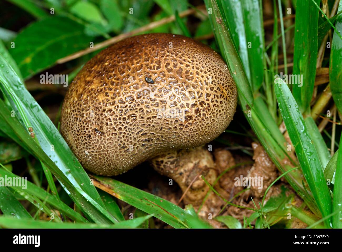 Earth ball (Scleroderma sp) on grassy soil, Andasibe (Perinet ...