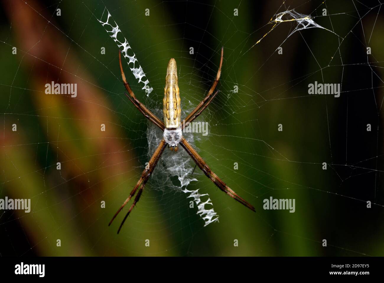 Spider (Araneae sp) on its web with web decoration, Andasibe (Perinet ...
