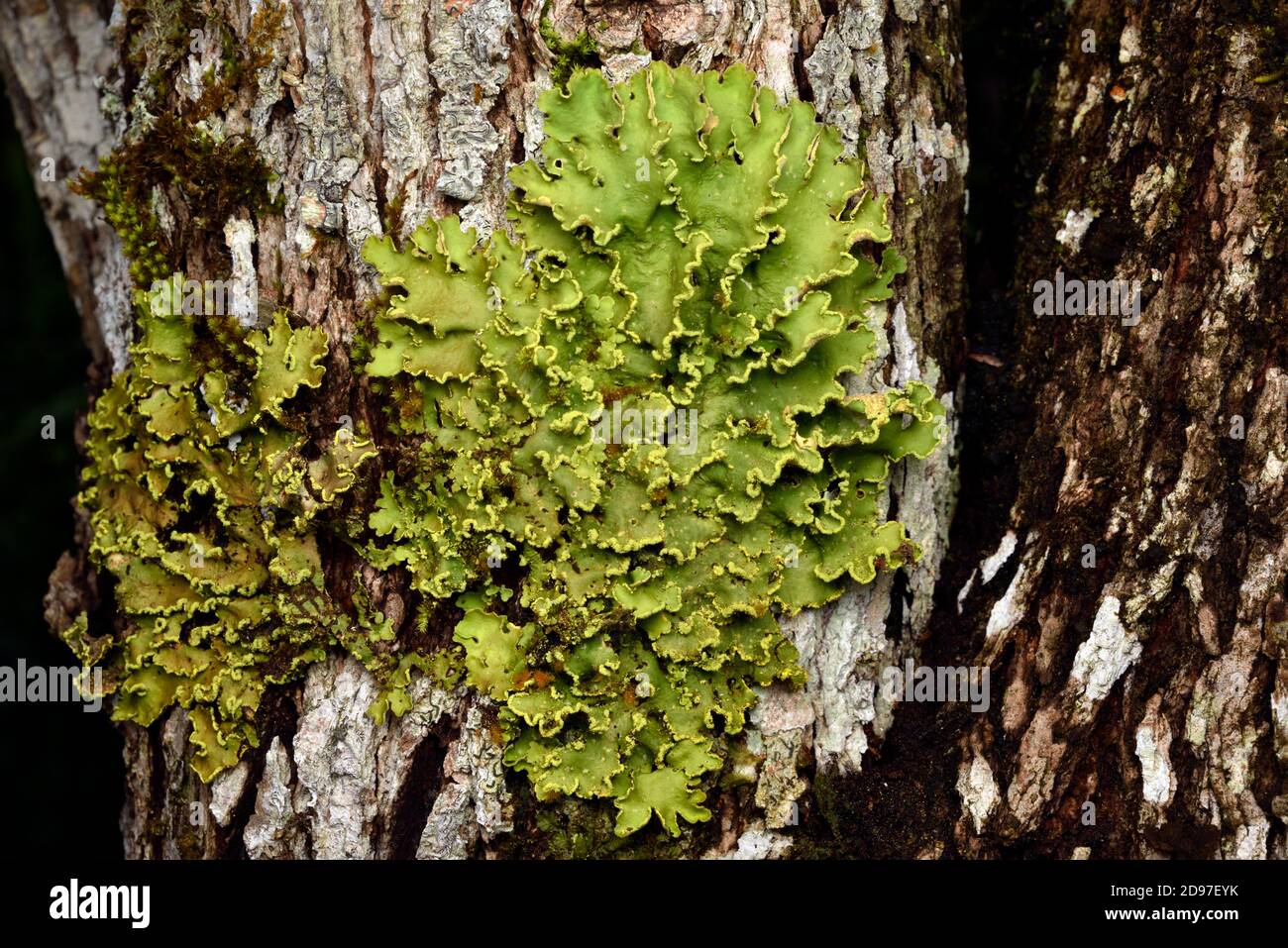 Foliose lichen green hi-res stock photography and images - Alamy