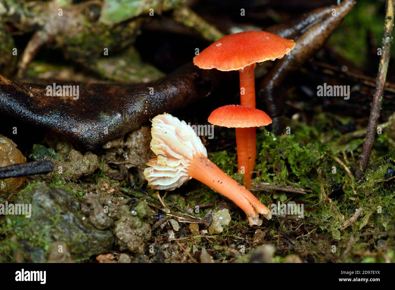 Hygrophoraceae hi-res stock photography and images - Alamy