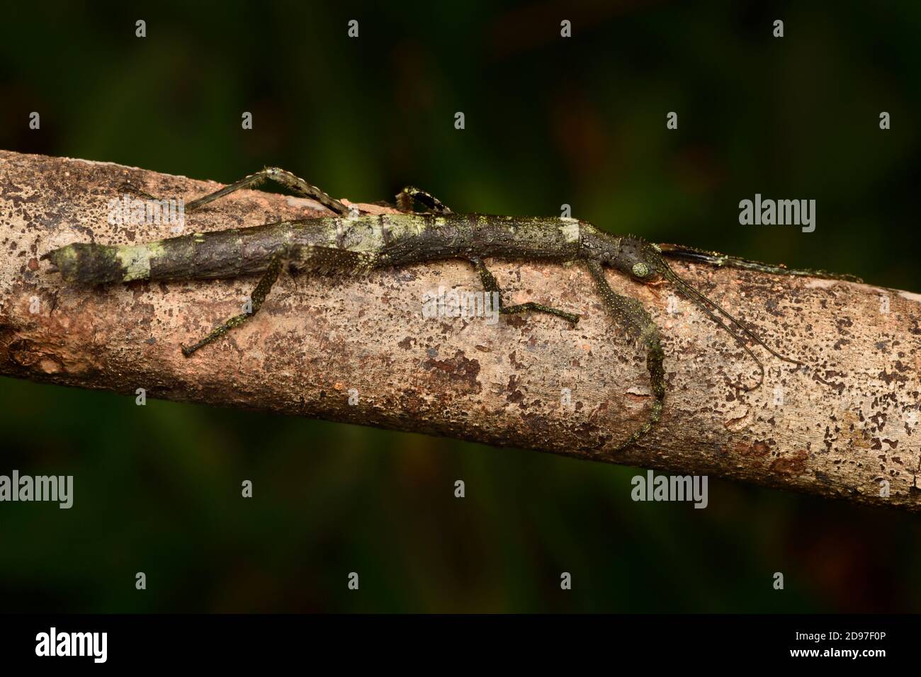 Madagascar Stick Insect (Pseudoleosthenes cf. irregularis) female on a ...