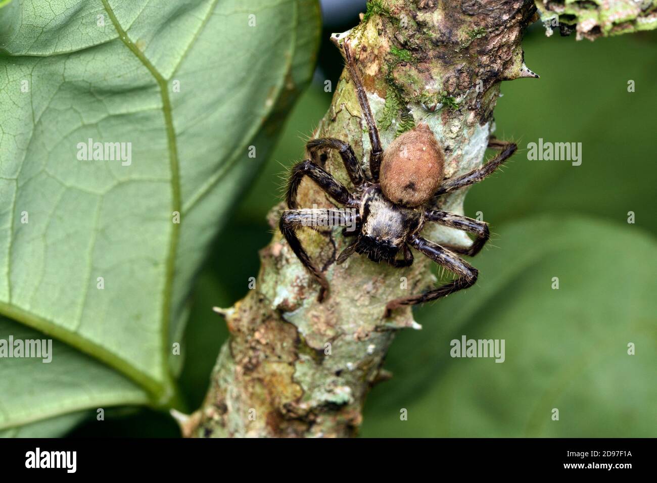 Winged spider hi-res stock photography and images - Alamy