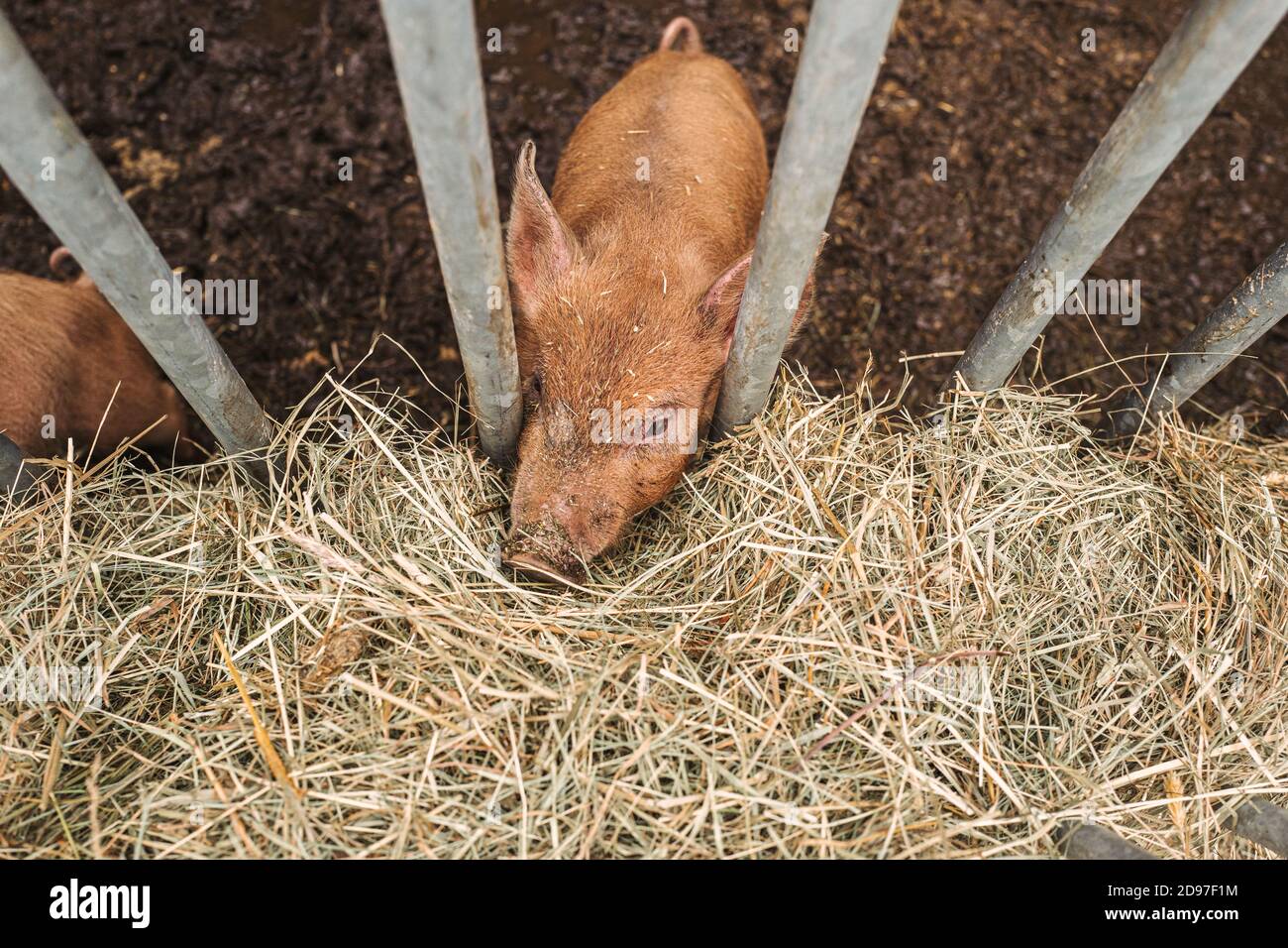 Pig farm in the countryside of Luxembourg Stock Photo - Alamy