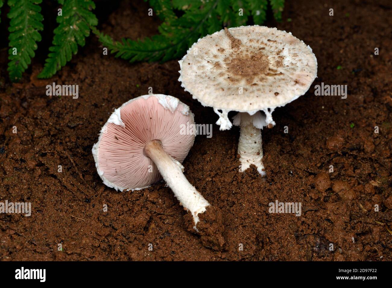 Agaric (Agaricus sp) in a rock shelter, Andasibe (Perinet), Madagascar ...