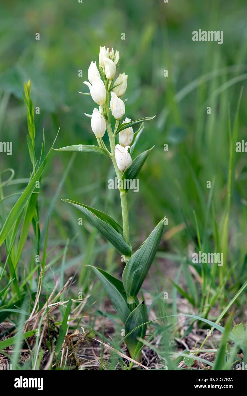 White helleborine (Cephalanthera damasonium) flowers in spring ...