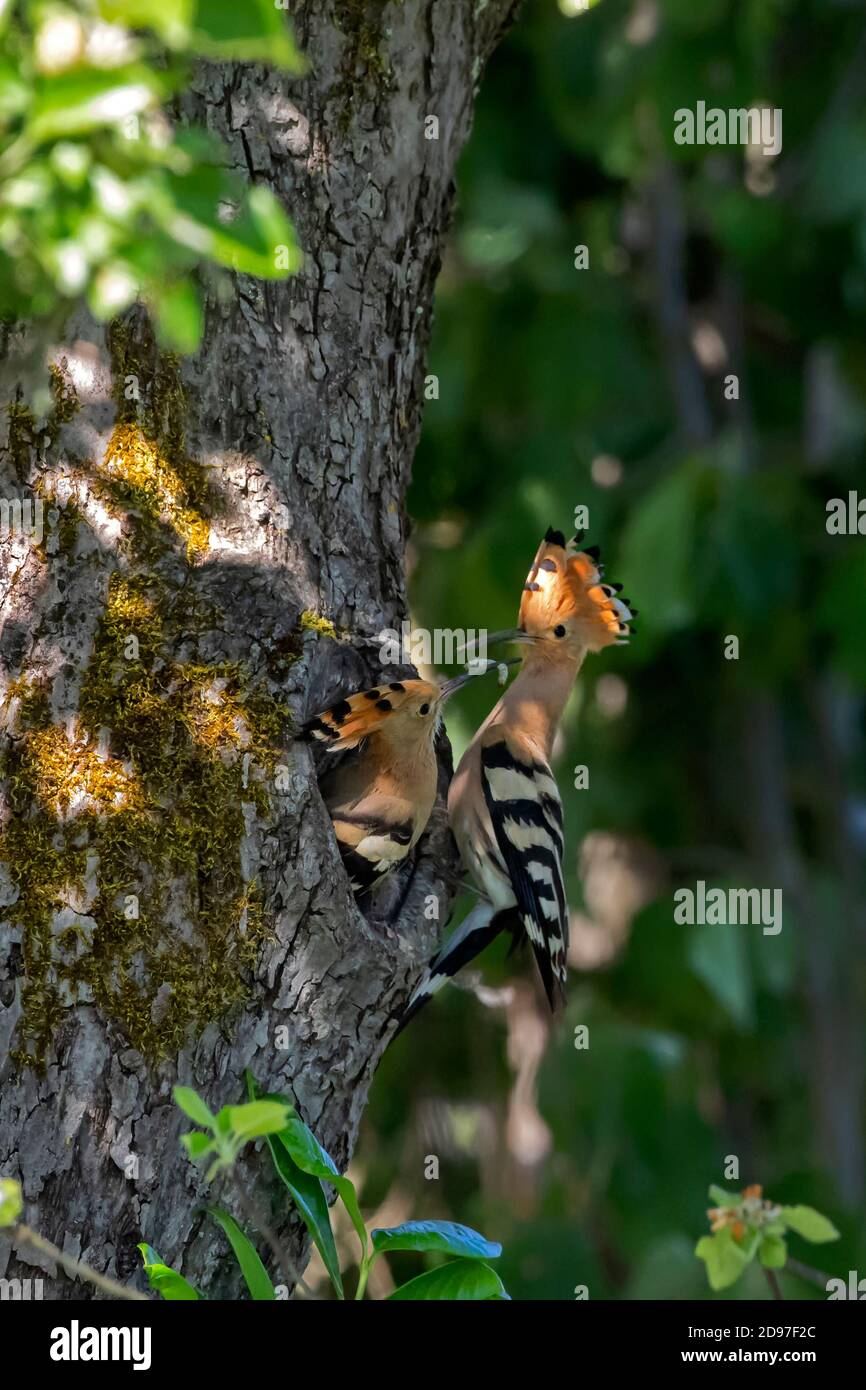 Female Hoopoes High Resolution Stock Photography and Images - Alamy