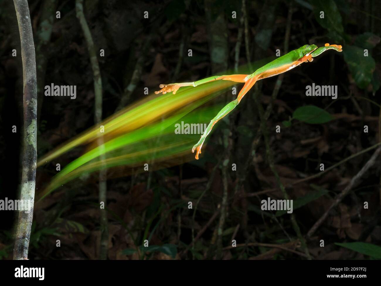 Frog leaping hi-res stock photography and images - Alamy