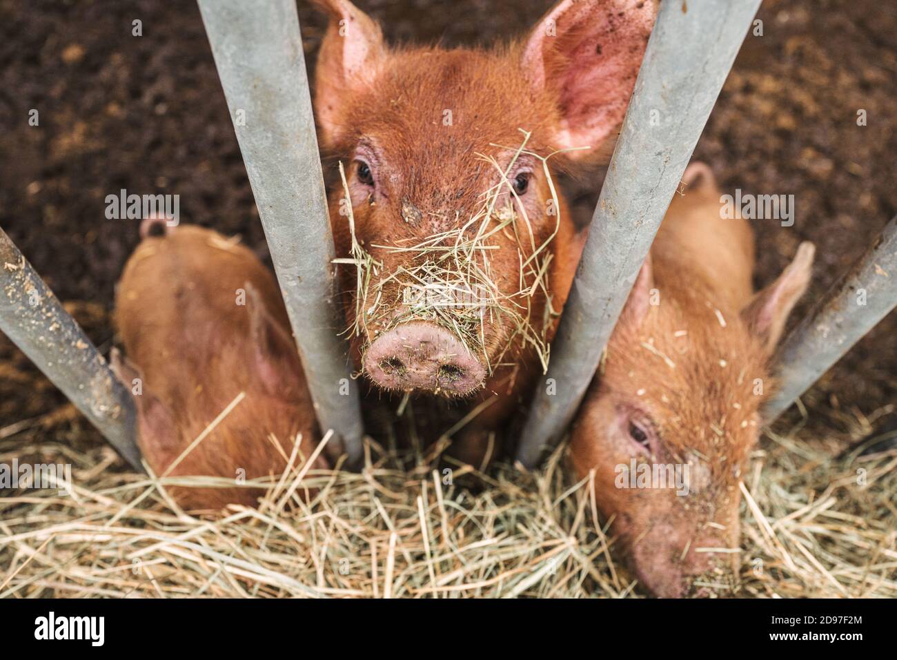 Pig farm in the countryside of Luxembourg Stock Photo - Alamy