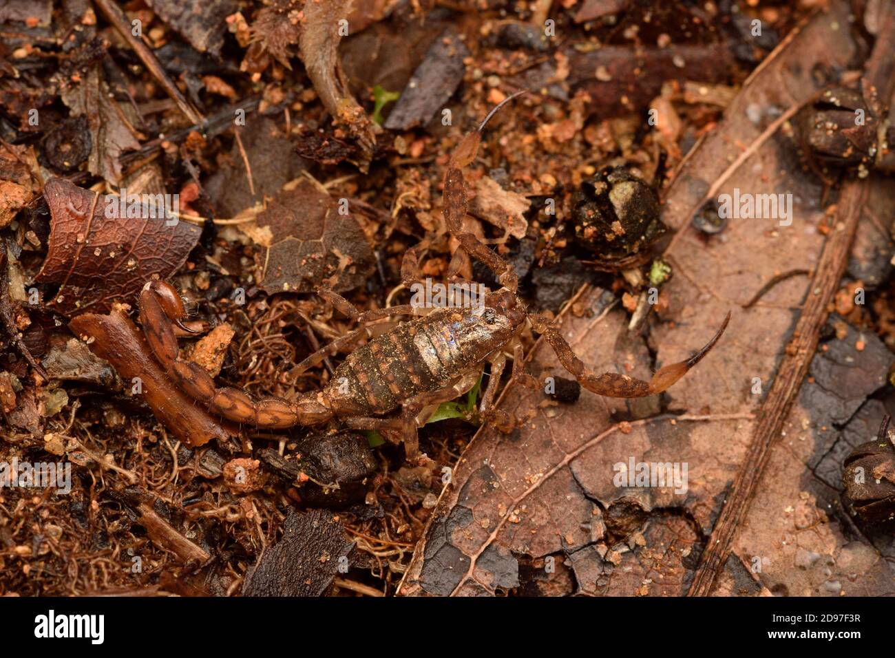 Madagascar scorpion (Tityobuthus sp) in forest litter, Andasibe ...