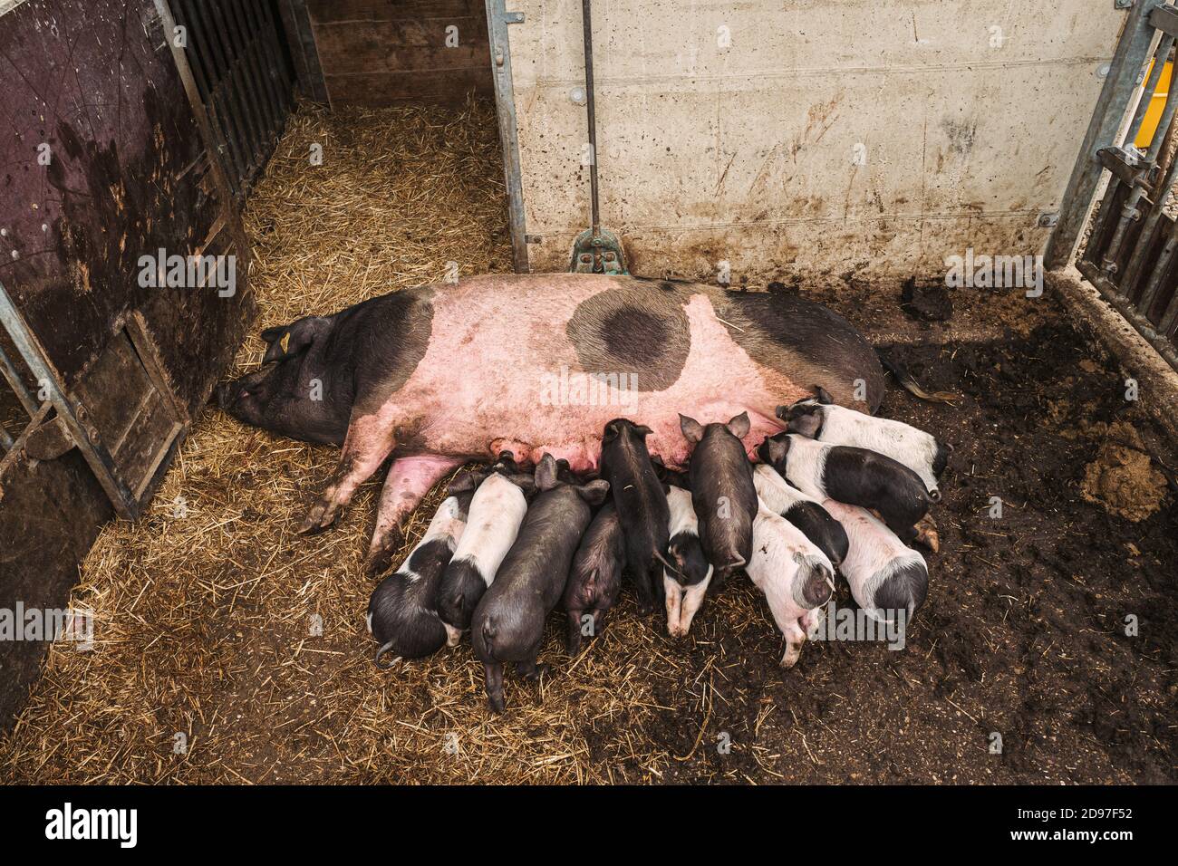 Pig farm in the countryside of Luxembourg Stock Photo - Alamy