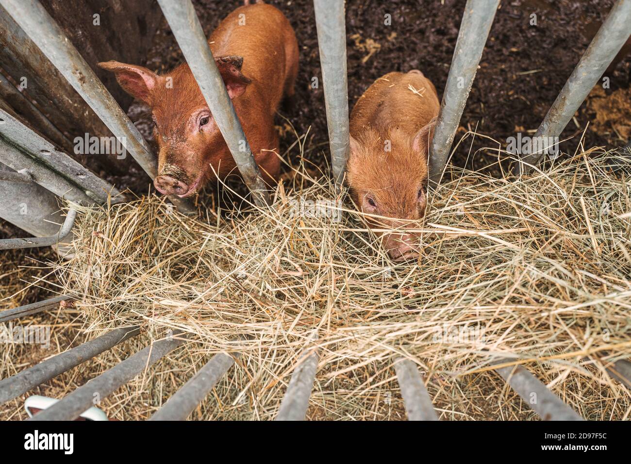 Pig farm in the countryside of Luxembourg Stock Photo - Alamy
