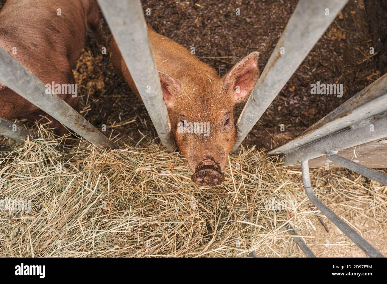 Pig farm in the countryside of Luxembourg Stock Photo - Alamy