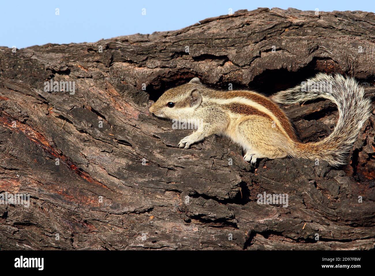 Northern palm squirrel (Funambulus pennantii) adult in a sun-heated ...