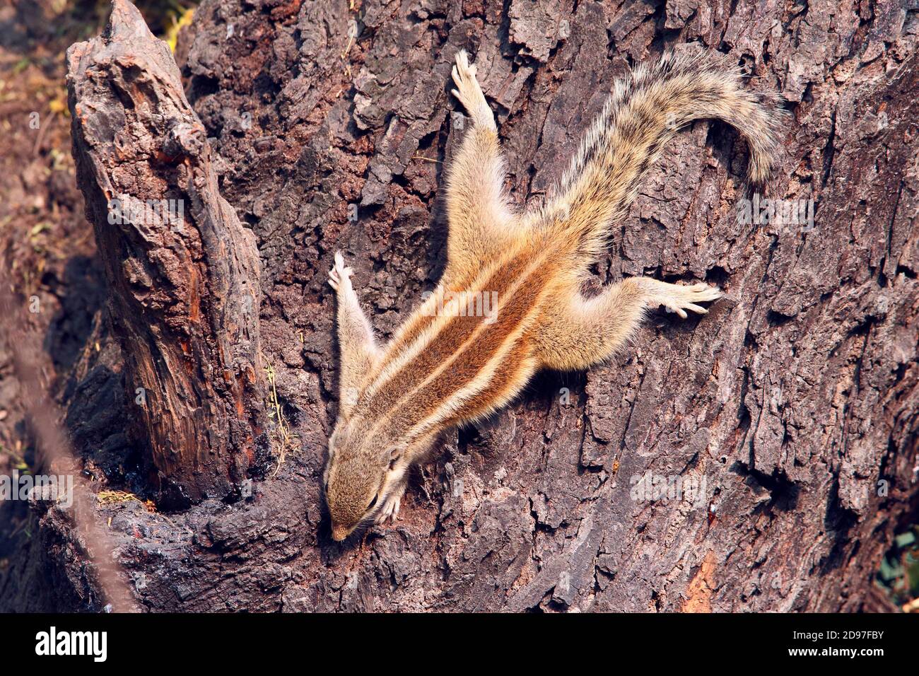 Northern palm squirrel (Funambulus pennantii) adult warming on a trunk ...