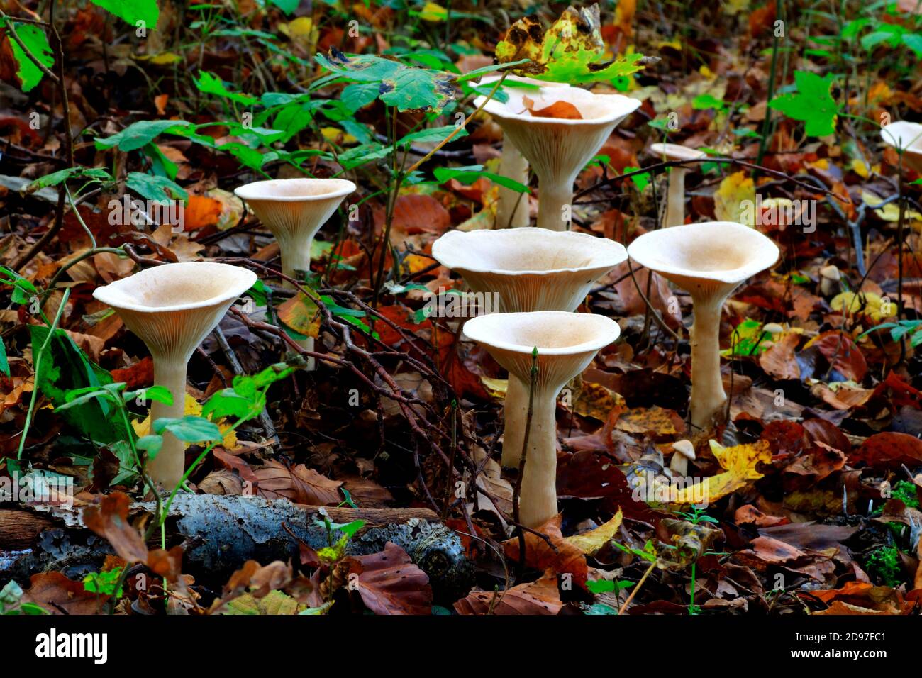 Trooping Funnel Cap (Clitocybe geotropa), Illfurth, Haut Rhin, Alsace ...