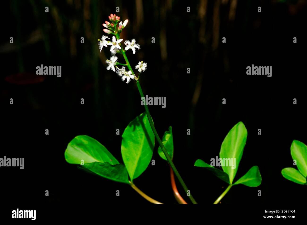 Buck-bean (Menyanthes trifoliata) in bloom, Illfurth, Haut Rhin, Alsace ...