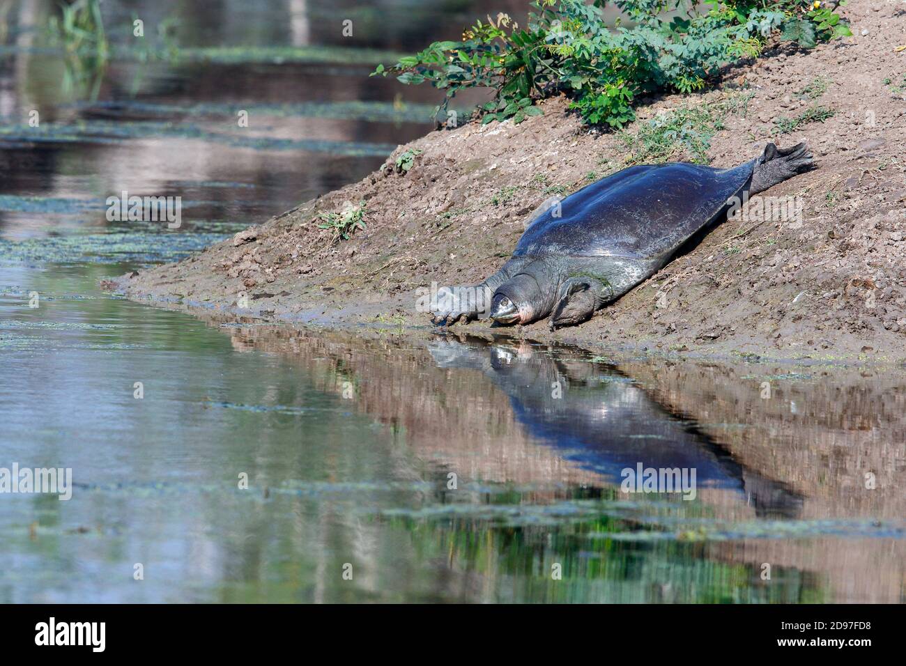 Indian Flapshell Turtle (Lissemys punctata) adult, sun-warming, head ...