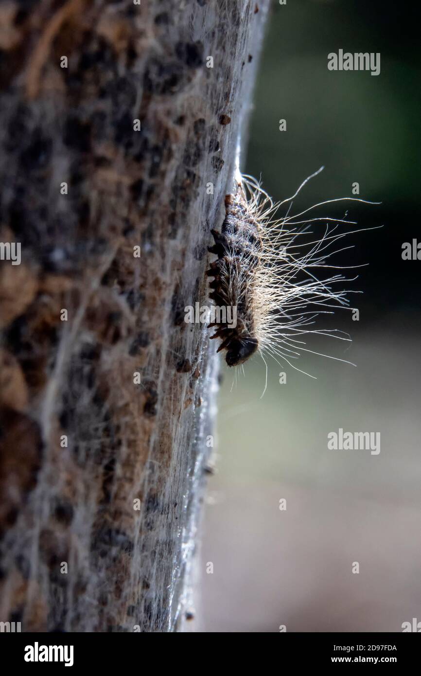 Oak processionary catepillars (Thaumetopoea processionea) moving in a ...