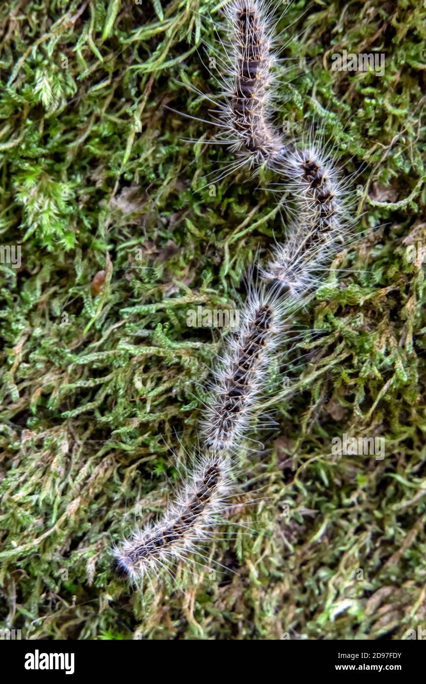 Oak processionary catepillars (Thaumetopoea processionea) moving in ...