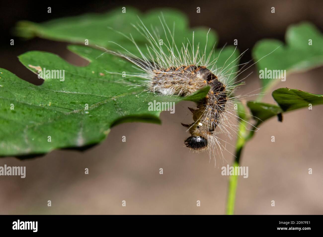 Oak processionary moth larva forest hi-res stock photography and images ...