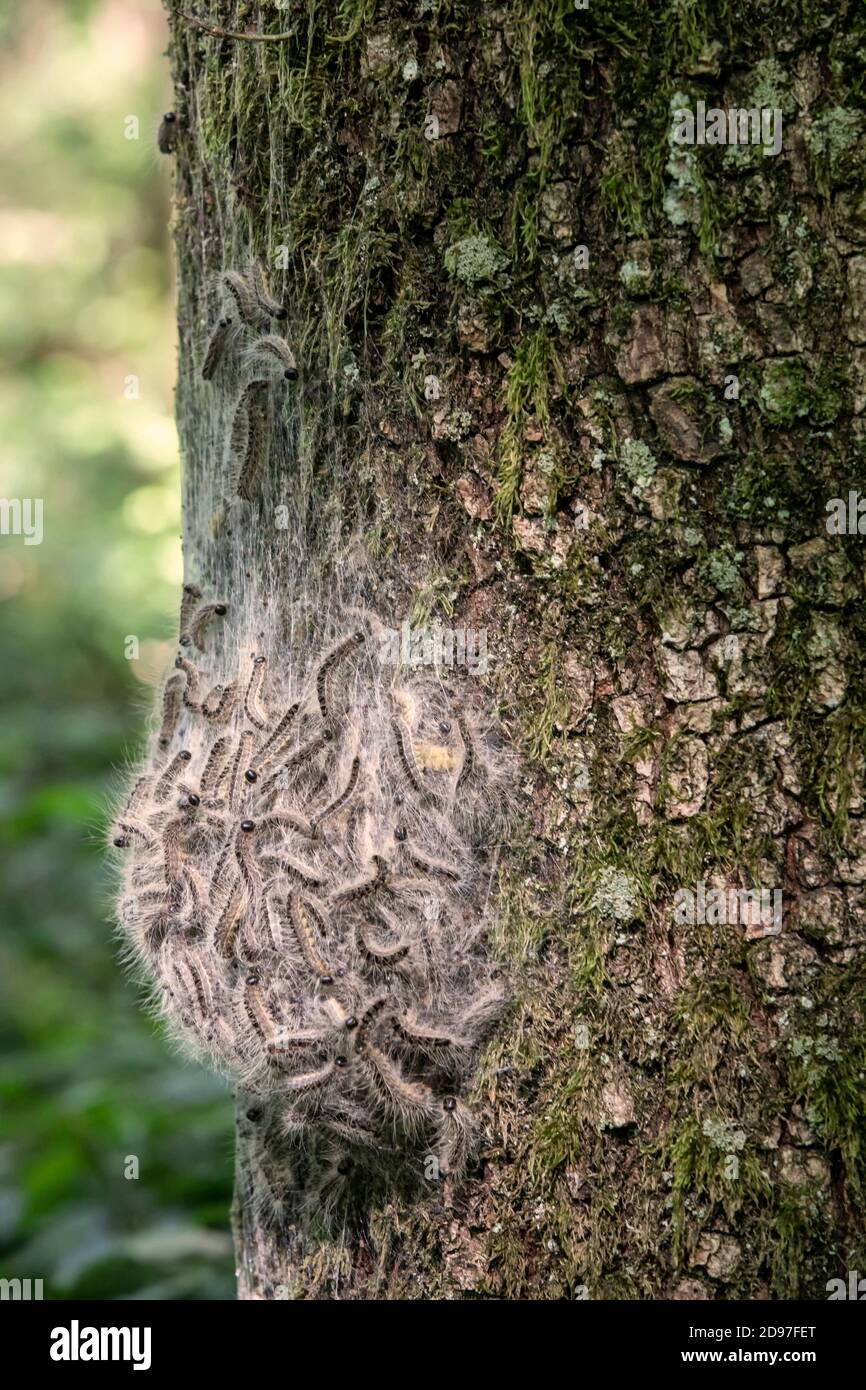 Oak processionary catepillars (Thaumetopoea processionea) Together in a ...