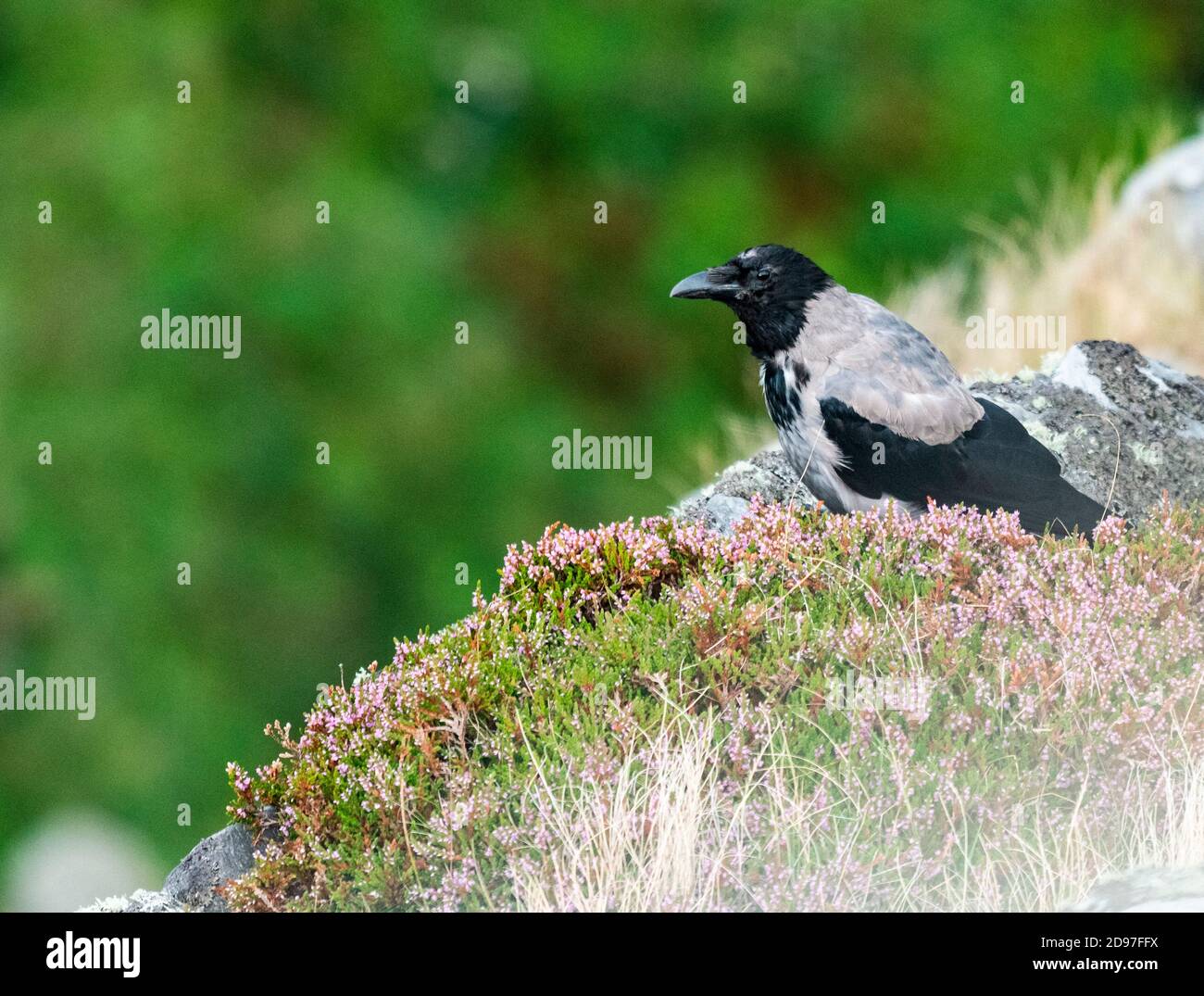 Norway mineral hi-res stock photography and images - Alamy